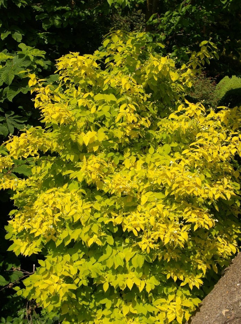 Jaśminowiec wonny wyjątkowy zapach kwiatów doniczka 2L